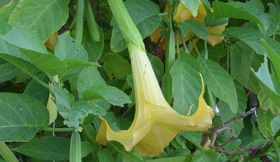 Uso de la burundanga en contra de la ciudadanía alerta a la población